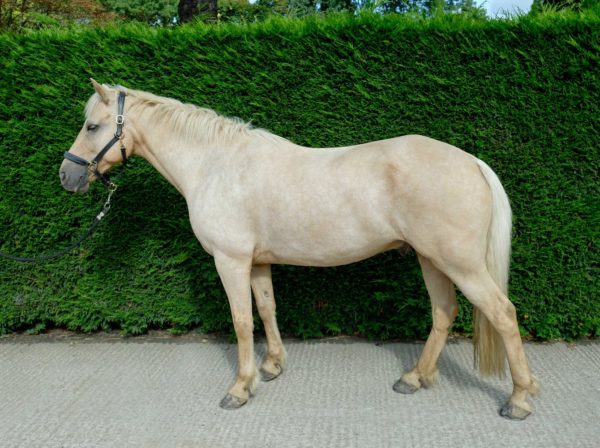 Popcorn - Lavant Equestrian