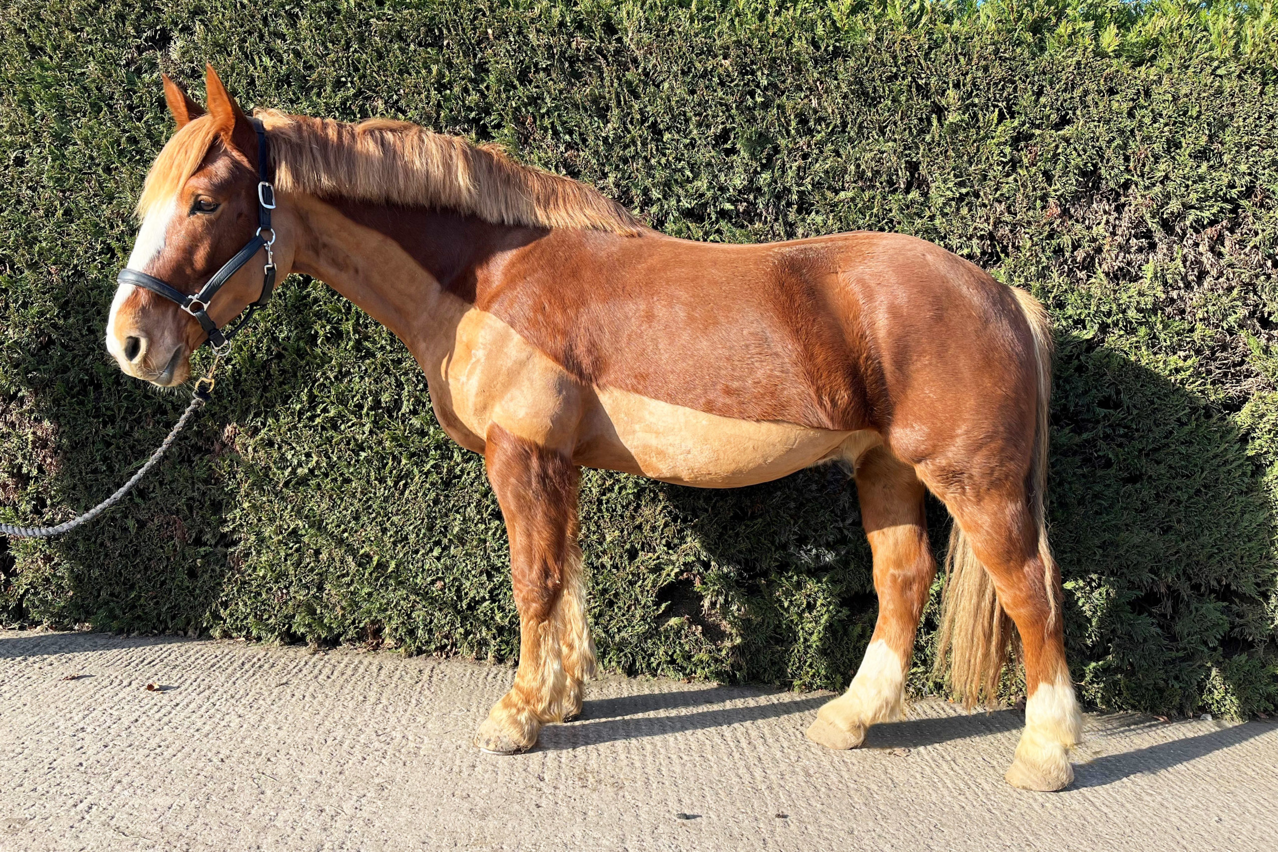 Harry - Lavant Equestrian